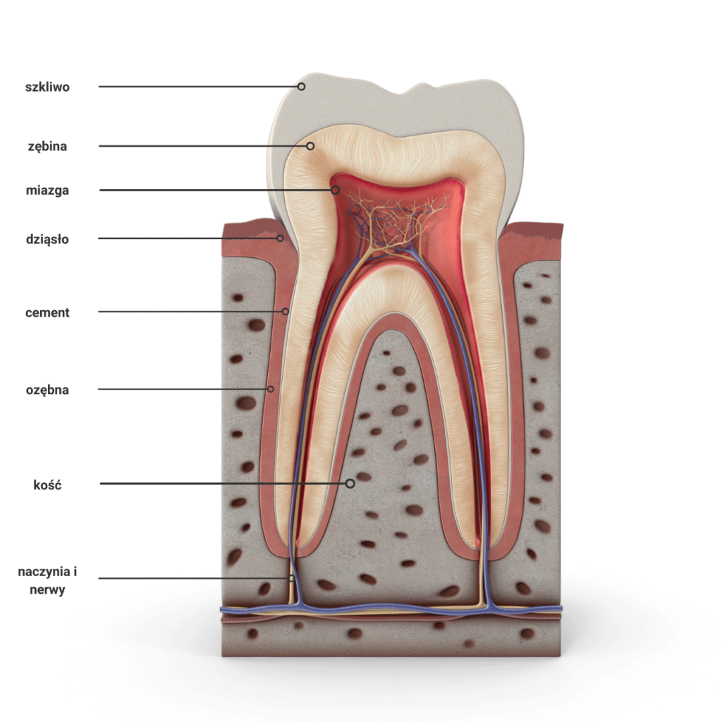 Budowa zębów | Stomatologia